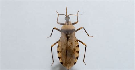 ‘kissing Bug A Triatomine Insect Bite You Wont Even Notice Could