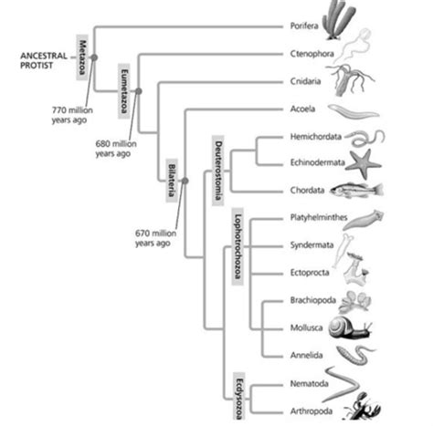 Organismal Exam 3 Mastering Bio Questions With Choices Flashcards Quizlet
