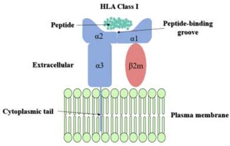 Mhc Class I Molecules Download Scientific Diagram