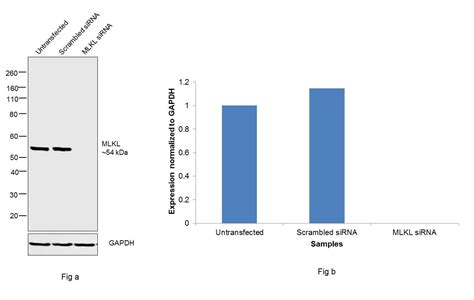 Mlkl Antibody Ma5 31971
