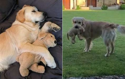 Золотистый ретривер повсюду носит свою маленькую игрушечную копию и ...