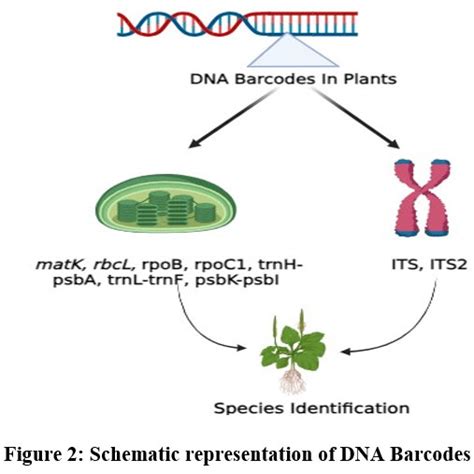 Different Dna Barcoding Techniques In Forensic Botany A Review Biosciences Biotechnology