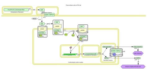 Sport And Endorphins What Is Their Relationship HSN Blog