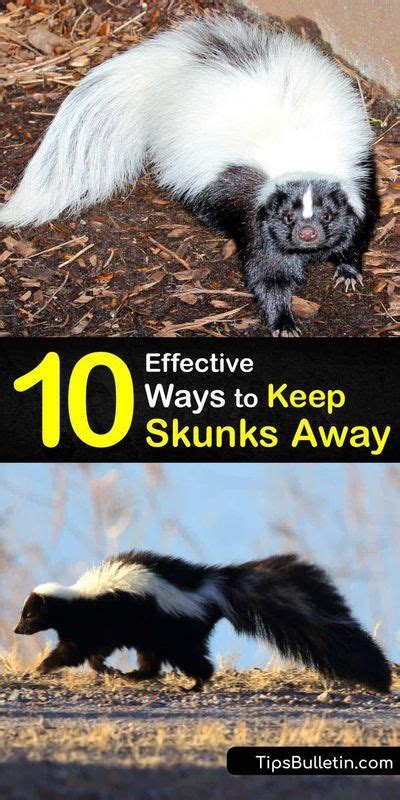 10 Effective Ways To Keep Skunks Away Getting Rid Of Skunks Skunk
