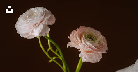 여자는 손에 섬세한 분홍색 꽃을 들고 있습니다 사진 Unsplash의 무료 꽃 이미지