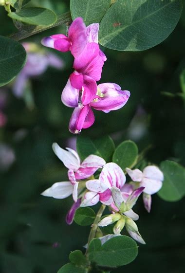 四季の山野草ソメワケハギ