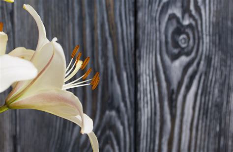 흑백으로 칠해진 소나무 판의 배경에 백합이 피어납니다 0명에 대한 스톡 사진 및 기타 이미지 0명 꽃 나무 꽃 꽃의 구조 Istock