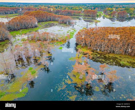 Aerial View Of Caddo Lake State Park Stunning Fall Colors At Texas