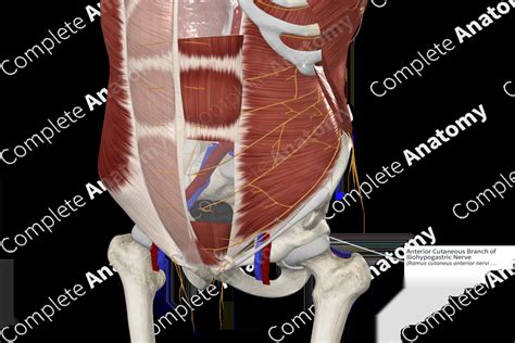 Anterior Cutaneous Branch Of Iliohypogastric Nerve Complete Anatomy