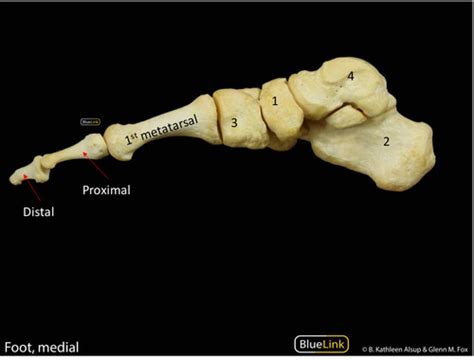 Appendicular Skeleton Flashcards Quizlet