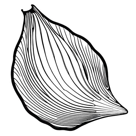 Minimalistic Conch Shell Coloring Page Lulu Pages