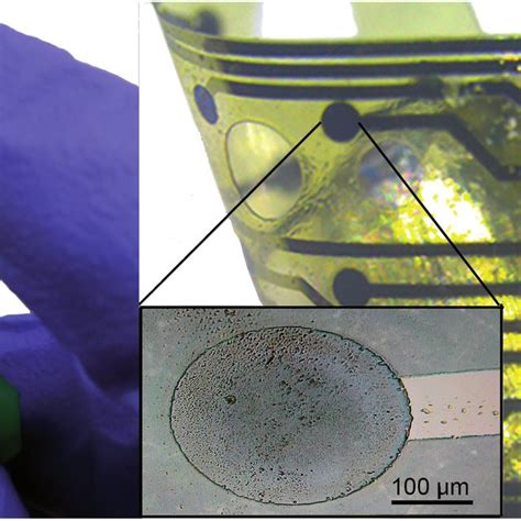 Representative Image Of A 12 Electrode Glassy Carbon Array On Polyimide Download Scientific