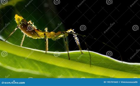 Assassin Bug Nymph Stock Image Image Of Detail Leaf 195701665