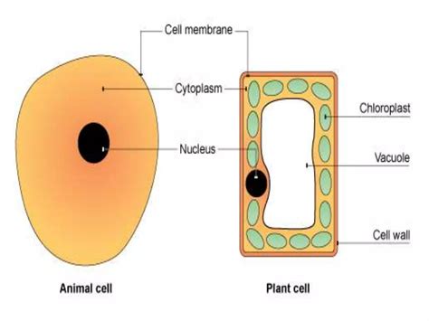 Cambridge Igcse Biology 2016 2018 Cell Ppt