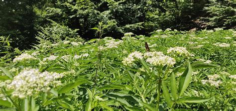 草药 绿色 自然 Pixabay上的免费照片 Pixabay