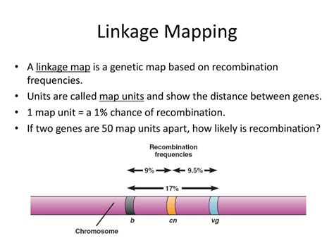 The Chromosomal Basis Of Inheritance Ppt Download