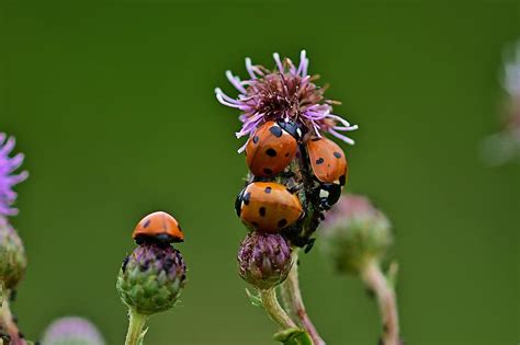 Royalty Free Aphid Photos Pikist