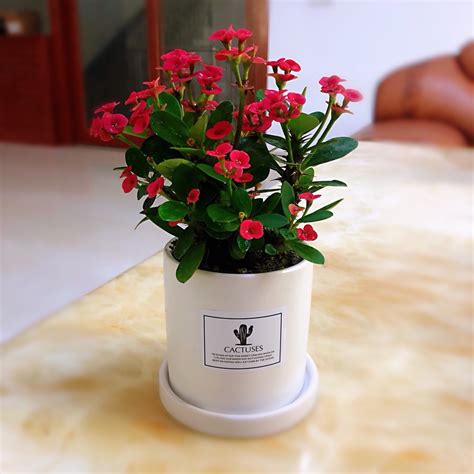 虎刺梅盆栽铁海棠四季开花阳台客厅花盆景海棠花绿植花卉带花植物 虎窝淘
