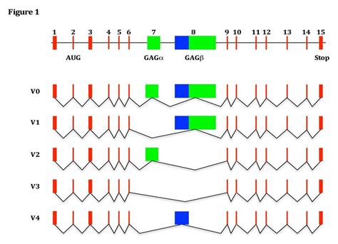schematic representation of the genomic structure of the versican gene