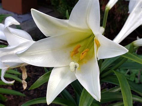 The Beauty Of The Flower Easter Lily A Guide To Cultivation And Care