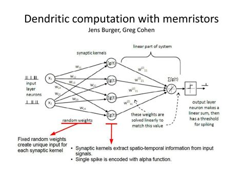 Ppt Dendritic Computation Group Powerpoint Presentation Free Download Id2406023