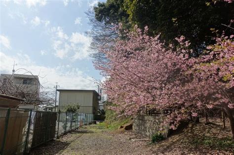 仙波河岸史跡公園の河津桜 2025年の見頃は 歩いてみたブログ