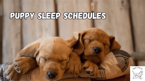 How Much Should Puppies Sleep