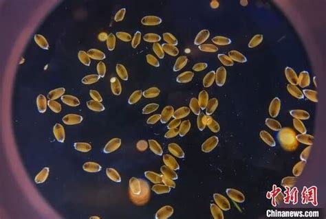 科技赋能种业强芯托普云农亮相第二届三亚国际种业科学家大会 托普仪器