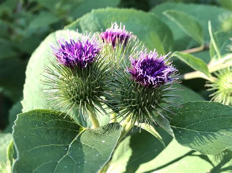 Burdock Weed