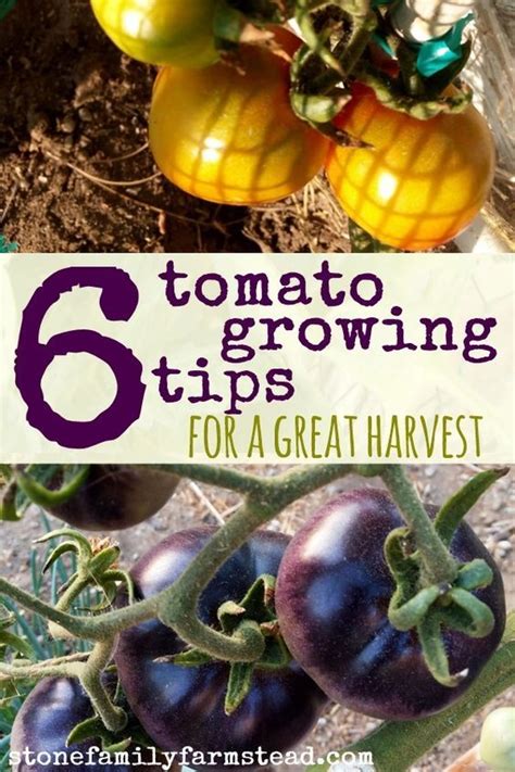6 Simple Tomato Growing Tips For A Great Harvest Growing Organic