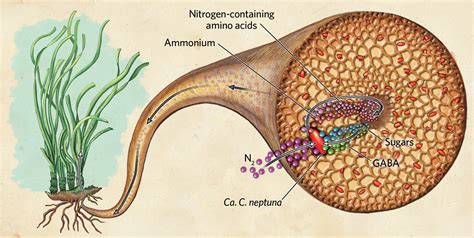 Infographic Nitrogen Fixing Bacteria Live Inside Seagrass Roots The
