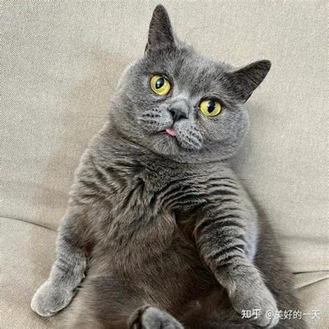为何养“蓝猫”的人这么多？网友：养了就知道真香 知乎