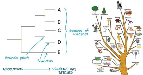 Creating Phylogenetic Trees From Dna Sequences Answer Key Ph