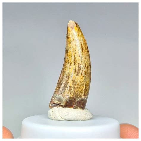 Finest Grade Serrated Cretaceous Raptor Dinosaur Abelisaurus Tooth
