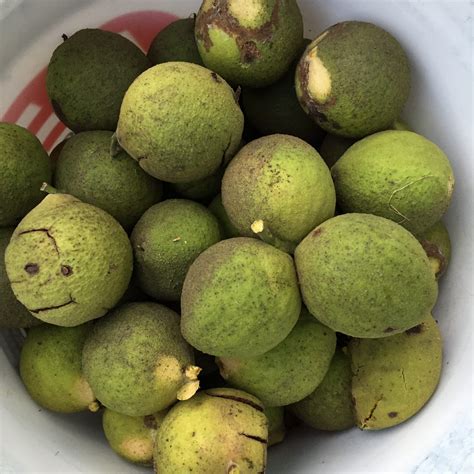 Making Brown With Black Walnuts Part One Local Color Dyes