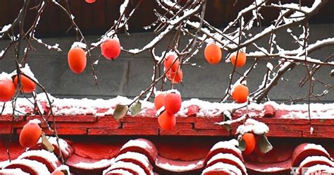 [포토친구] 하얀 눈과 감나무