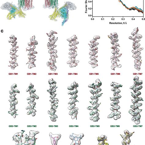 Cryo Em Structure Of Gababgi Complex A B Cryo Em Map A And Model Download Scientific