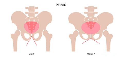 Pelvis Anatomy 5 By Science Photo Library