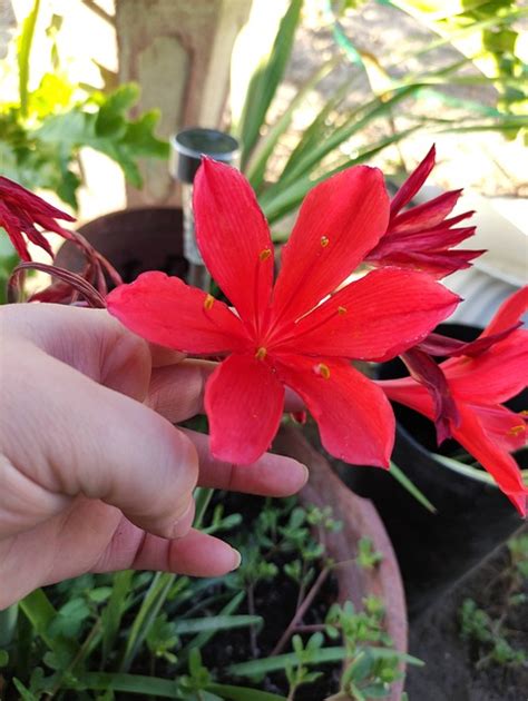 Lily Fleur Floraison La Photo Gratuite Sur Pixabay Pixabay