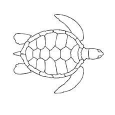Birds Eye View Turtle Coloring Page Sketch Coloring Page