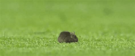 E Rralle Miu Pushton “etihad” Dhe Vodhi Vëmendjen Në Man City Sheffield… Video Gazeta Shqip