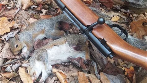 How To Shoot Squirrels With A Bb Gun At Karen Batey Blog
