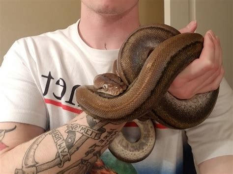 Alice The Titanium Reticulated Python Page 3