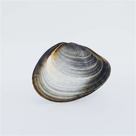Clam Shellfish Free 3d Model Cgtrader