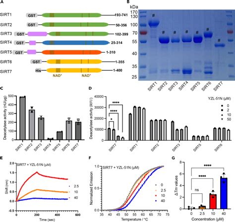 Octet Data Analysis Software Version 7 0 Fortebio Bioz