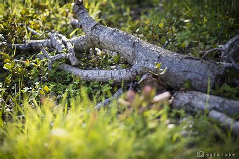 Photo Gallery Sophie Ladder