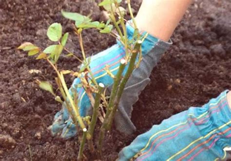 Ето как се пресаждат розите през есента за да не измръзват през зимата и цъфтят обилно Ko4 Bg