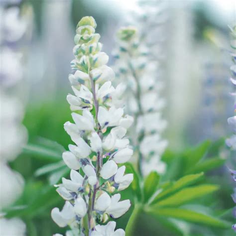 Descubra Os Benefícios Do Lupinus Albus