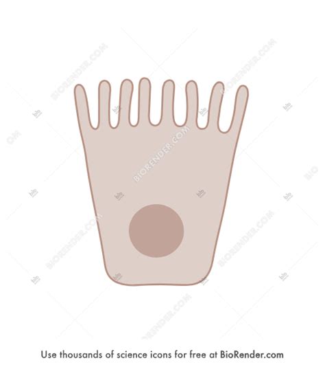 Free Enterocyte Normal 2 Icons Symbols And Images Biorender