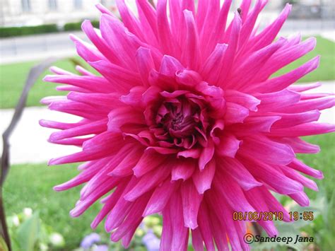 Me N Myself Phool Ii